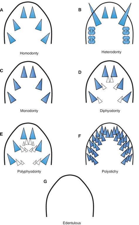 Types Of Teeth Shapes
