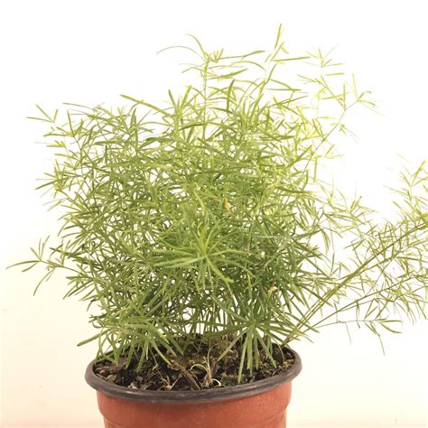Asparagus sprengeri – Plantiqueria