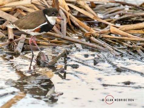 Pc115652  Alan Mcbride Flickr