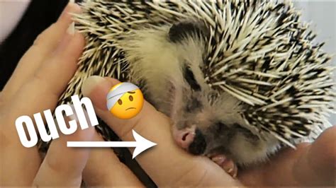 Hedgehog Bite