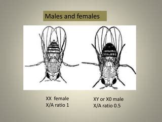 Development In Drosophila PPTX
