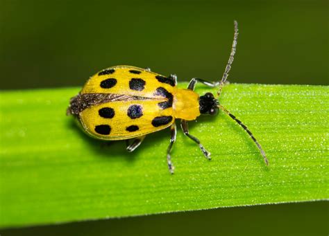 Cucumber Beetle Description Insect Examples Pests And Facts Britannica