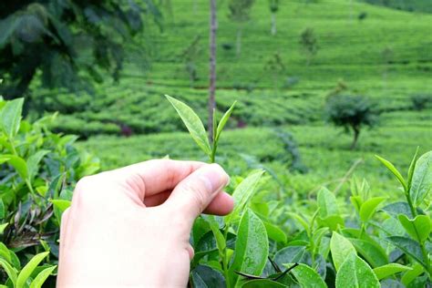 Tea Plantation Tour In Ella Sri Lanka Travel Buddies