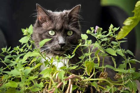 Learn How To Plant And Grow Catnip Gardeners Path