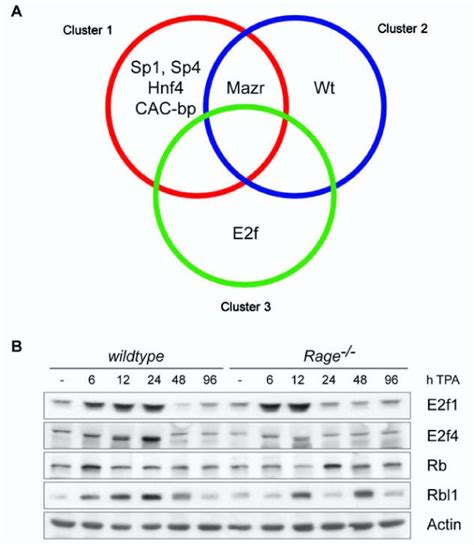In Silico Promoter Analysis Of Differentially Expressed Genes 24 Hours