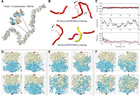 Details Of The Polymer Simulations Details Of The Monte Carlo Approach Download Scientific