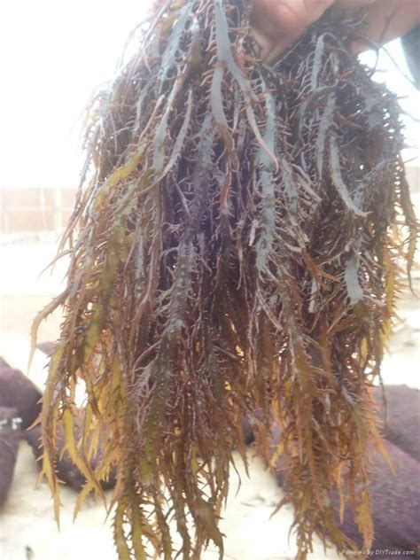 Seaweed Chondracanthus Chamisoi Dried Special Typeraw Material For