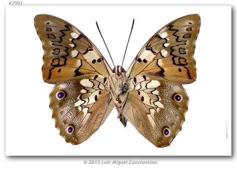 Prepona Pylene Eugenes Pinned Specimens