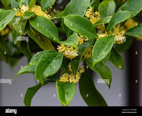 Osmanthus Flowers Are In Full Bloom In Huaian City East Chinas