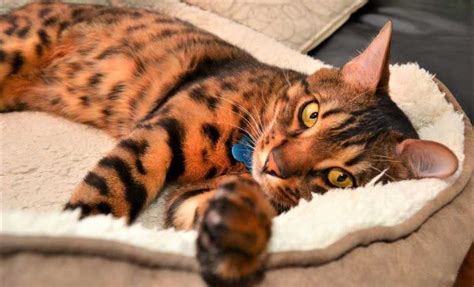 Are There Hypoallergenic Cat Breeds The Truth About Cat Allergies