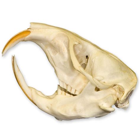 Northern Pocket Gopher Skull