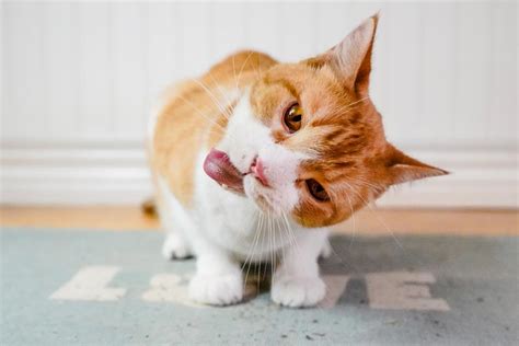 How Much Catnip Can I Give My Cat Vet Approved Facts Safety Tips PangoVet