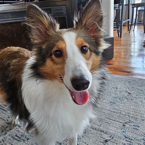 Just A Small Happy Sheltie Rsheltie