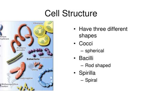 Ppt Domain Archaea Powerpoint Presentation Free Download Id2945696