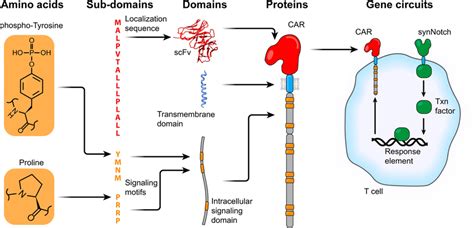Scales Of Modularity In Cell Therapy Engineered Cell Therapies Are Download Scientific Diagram