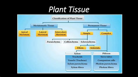Plant Tissuepptx Class 09 Cbse Biology Topics Plant Tissue And Its
