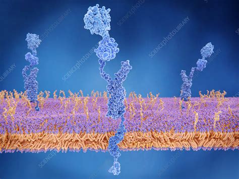 Amyloid Precursor Protein At Cell Membrane Illustration Stock Image F022 1912 Science
