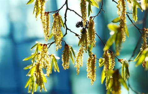 Wallpaper tree hanging twig for mobile and desktop section природа resolution 3184x2123