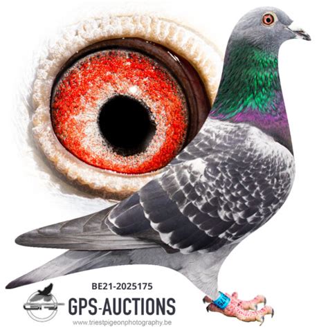Koen Van Roy Gps Auctions