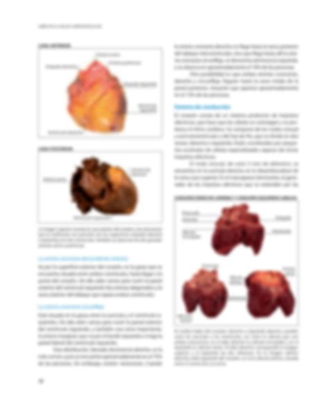 SOLUTION: Anatomia del corazon - Studypool