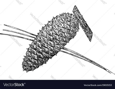 Pine Cone Of Loblolly Pine Vintage Royalty Free Vector Image