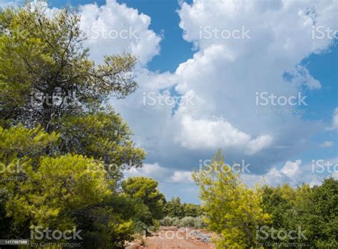 그리스의 에비아 섬의 소나무 숲에있는 시골길과 누적 구름 0명에 대한 스톡 사진 및 기타 이미지 0명 5월 경관 Istock