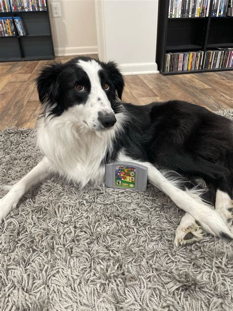 bro looking at me like she knows it’s overrated : r/BorderCollie