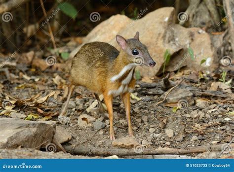 mouse deer tragulus javanicus in bird paradise wildlife park malaysia