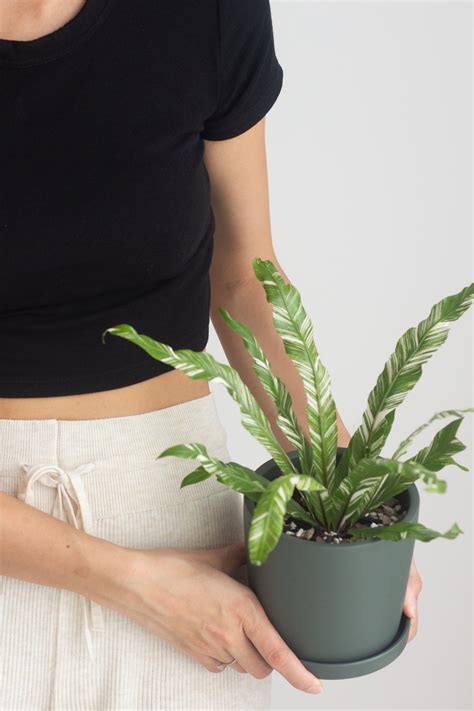 Asplenium Nidus Variegated Bloomspace