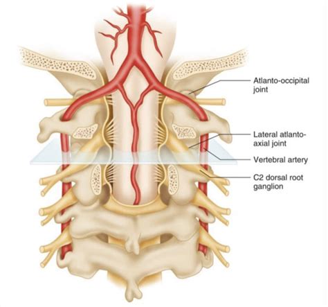NYSORA World Leader In Anesthesiology Education