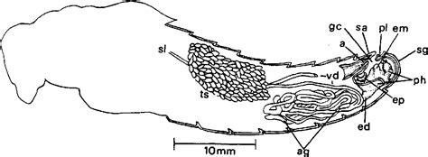 Figure 1 From Morphology Of Male Sex Organs And Insemination In The G