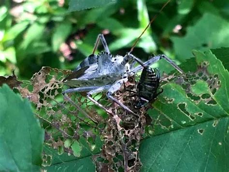 Assassin Bug Habitat Hortson Hunting Wasp Mimic Assassin Bug Zelurus