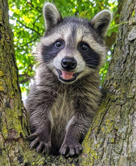 Oh Trash Panda You Make Me Smile Rmademesmile