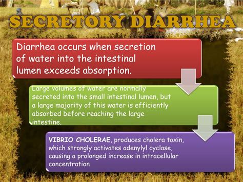 Ppt Diarrhea Powerpoint Presentation Free Download Id7023033