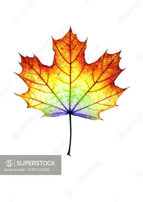 Fall Foliage Maple Leaf Colorfully Color Gradation M Leaves Maple