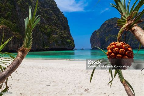 아름다운 모래 해변 맑은 청록색 물 과일 야자 판단 Tectorius에 가까운 전망이있는 사람들이없는 전설적인 마야 베이 해변 유네스코 세계 문화 유산 0명에 대한 스톡