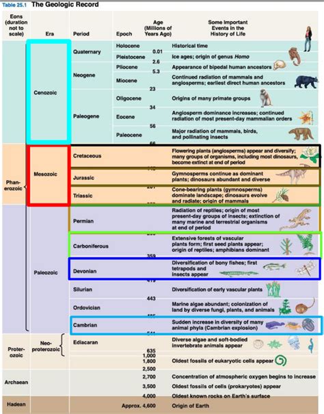 Bio 1306 Final Diagram Quizlet