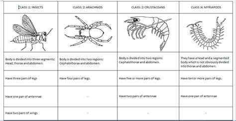 1 2 Classification And Diversity Of Living Organisms Biology4igcse