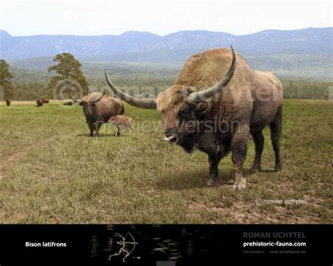 Bison Latifrons Alchetron The Free Social Encyclopedia