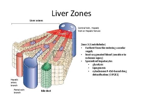 Liver Zones Usmle At Ruth Sapp Blog