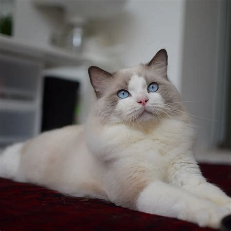 Ragdoll Cat Blue Mitted