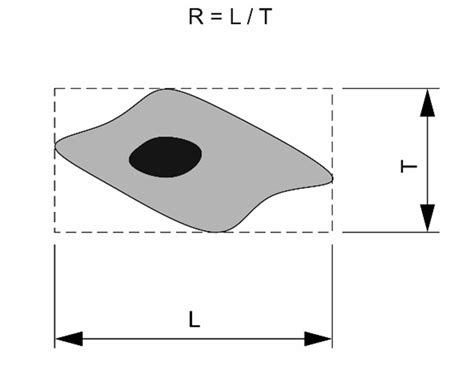 Measurement Of The Aspect Ratio R Of A Cell Download Scientific Diagram
