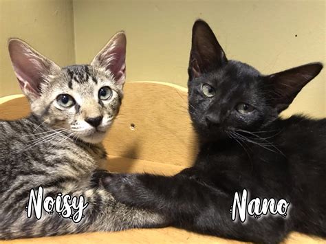 Noisy Nano Cat Welfare Society
