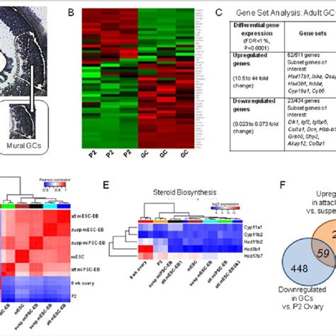 Microarray Analysis Highlighting Differential Gene Expression Patterns