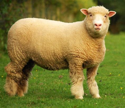 Types Of Show Sheep At William Domingue Blog