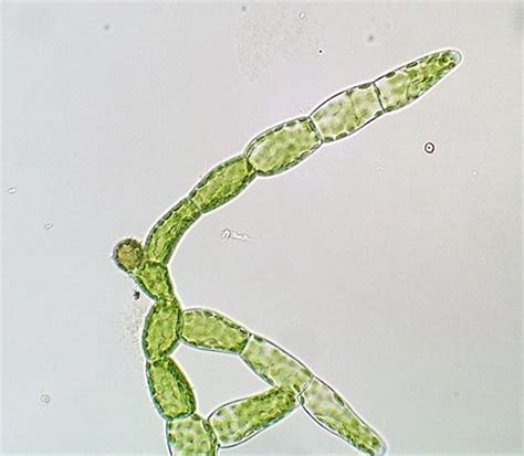 Department Of Botany