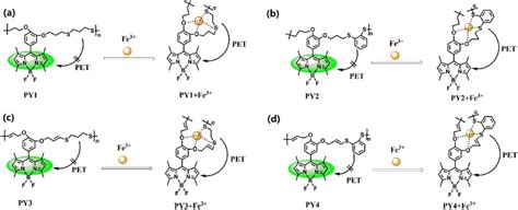 Structural Representation Of The Binding Sites Of A Py1 Fe³⁺ B