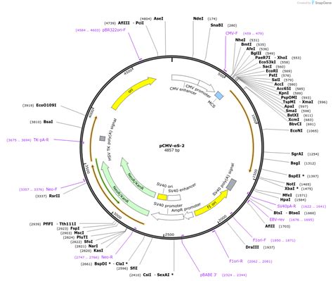 Addgene Pcmv αs 2