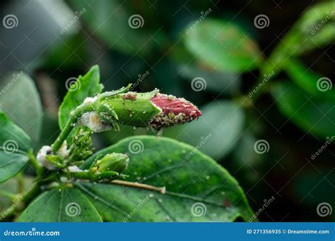 Aphids Infested Plant Of Hibiscus In The Garden Aphids Are Sucking