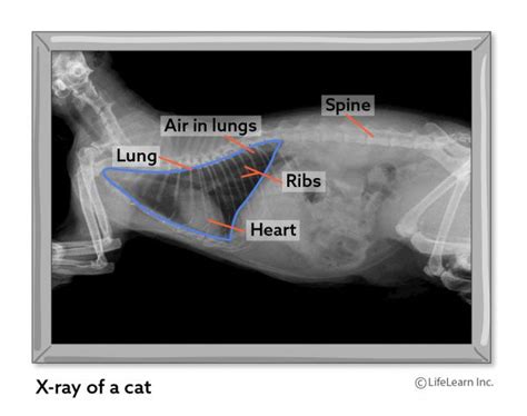 Radiographs X Rays For Cats Vca Animal Hospitals How To Read Pet